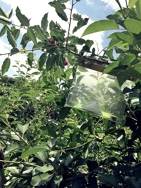 Build your own - Smart Insect Trap - i2connect